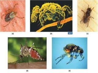 Introduction to Parasitology - MicroPara | PDF