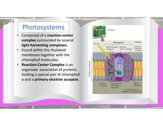 Intro to Photosynthesis.pdf