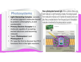 Intro to Photosynthesis.pdf