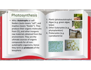 Intro to Photosynthesis.pdf