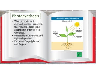 Intro to Photosynthesis.pdf