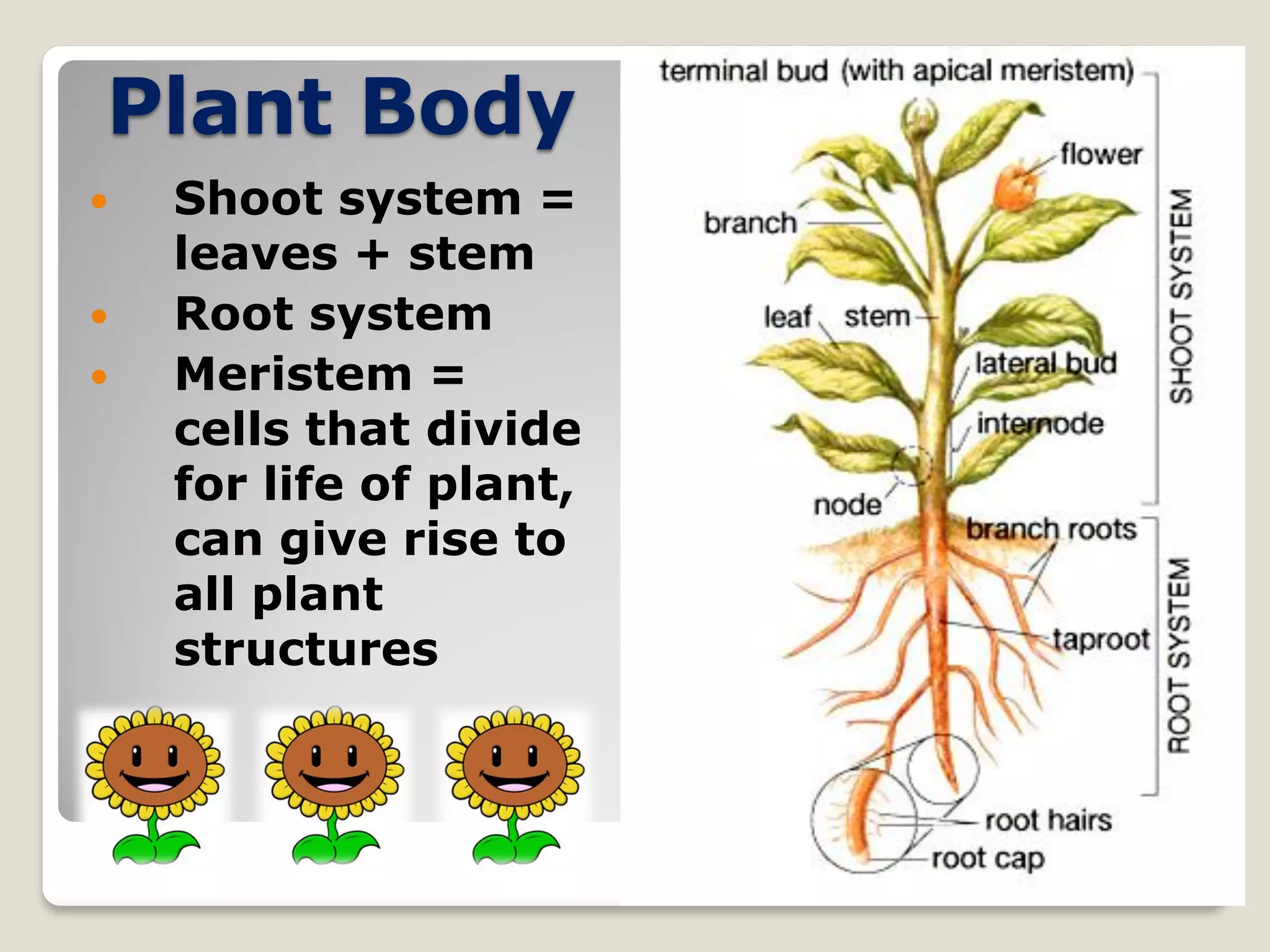 Intro to plant | PDF