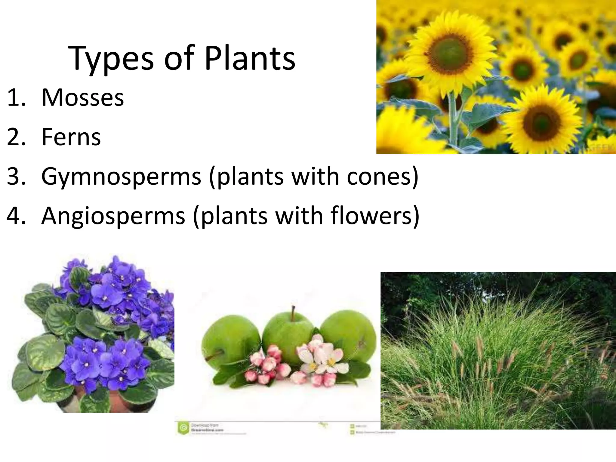 Intro to plants | PPT