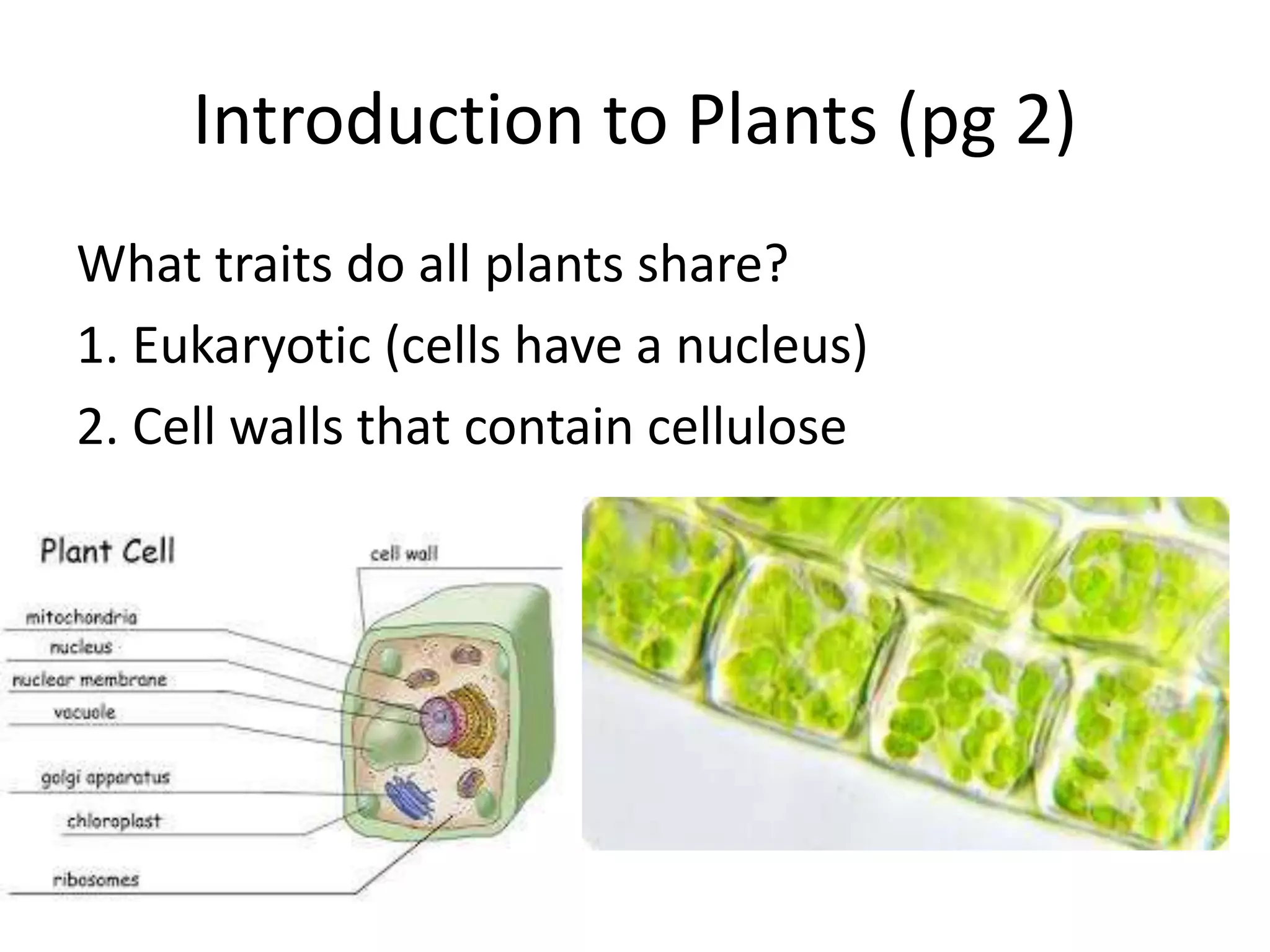 Intro to plants | PPT