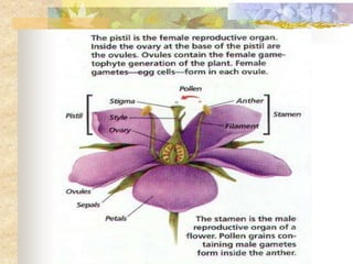 intro_to_plants.ppt