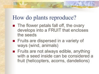 intro_to_plants.ppt