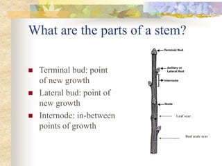 intro_to_plants.ppt