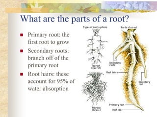intro_to_plants.ppt