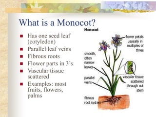 intro_to_plants.ppt