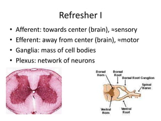 Introduction to the PNS | PPTX | Brain and Nervous System Disorders | Diseases and Conditions