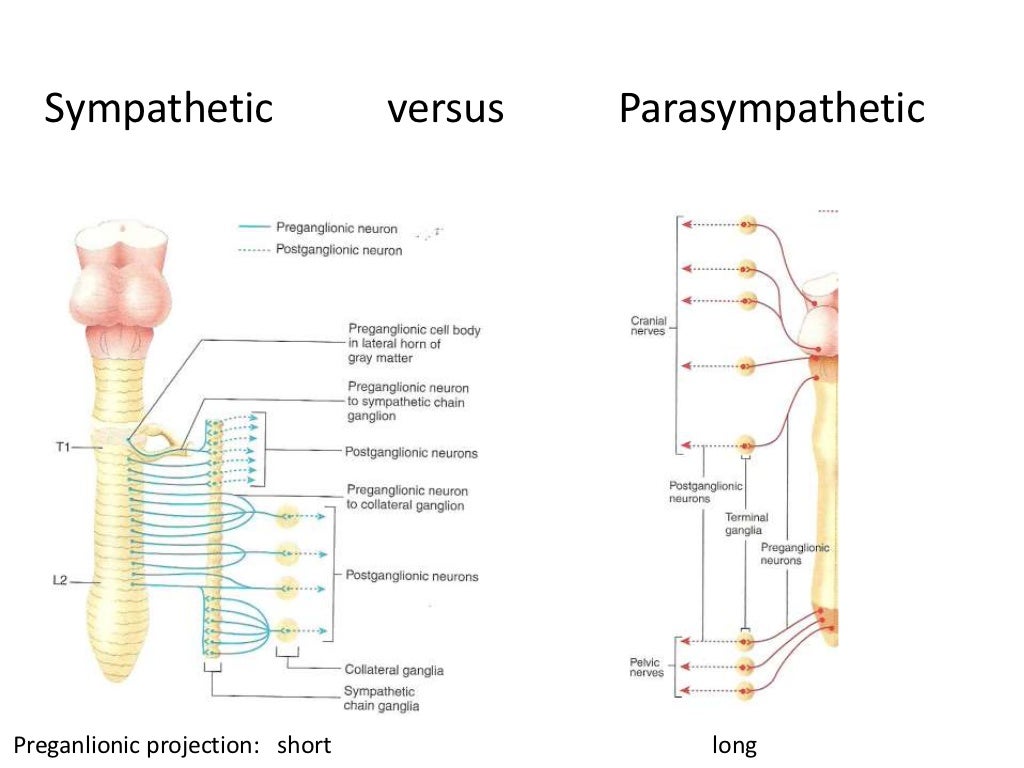 Introduction to the PNS