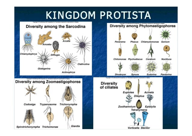 Protista Kingdom Characteristics Protista Examples