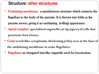 Introduction to protozoa (2).ppt for all medicals | PPT
