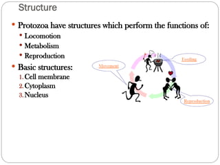 Introduction to protozoa (2).ppt for all medicals | PPT