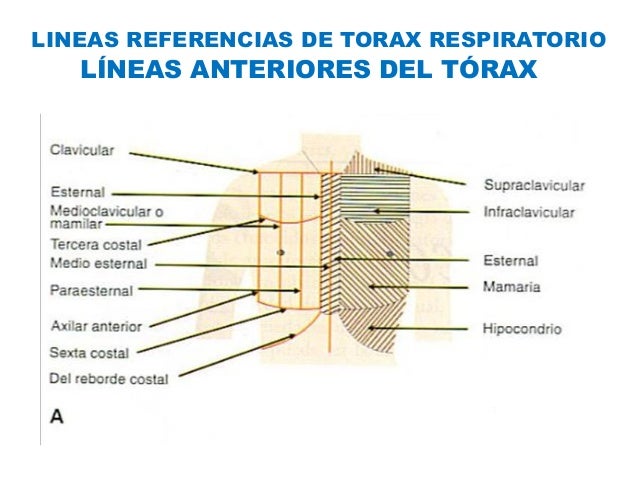 Torax Respiratorio