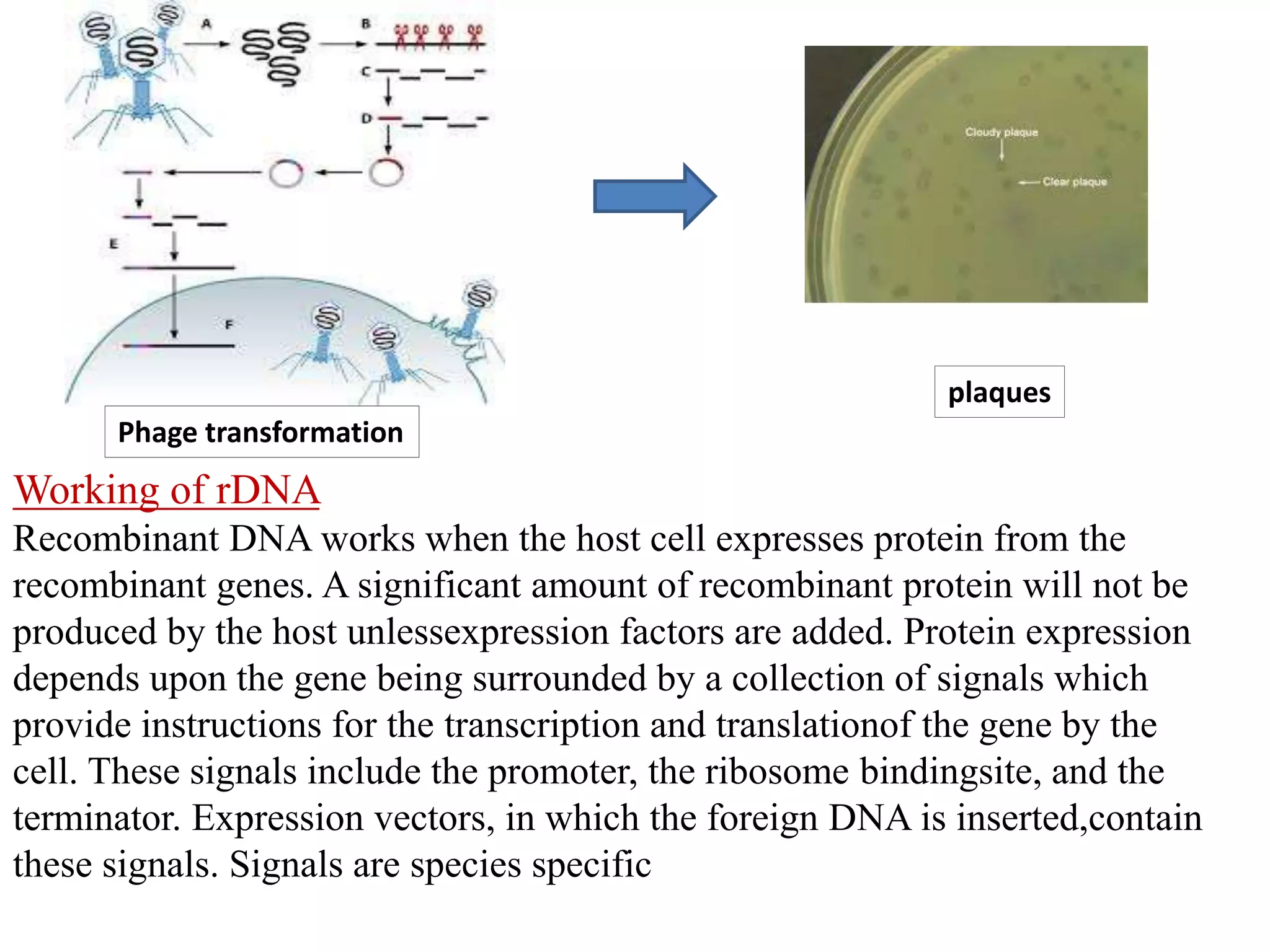 Introduction to recombination DNA technology | PPTX