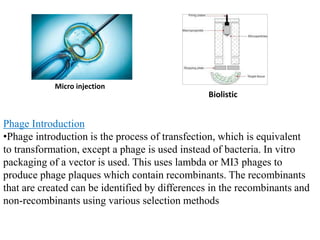 Introduction to recombination DNA technology | PPTX