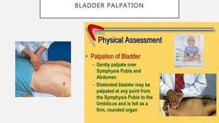 Intro to renal system | PPT