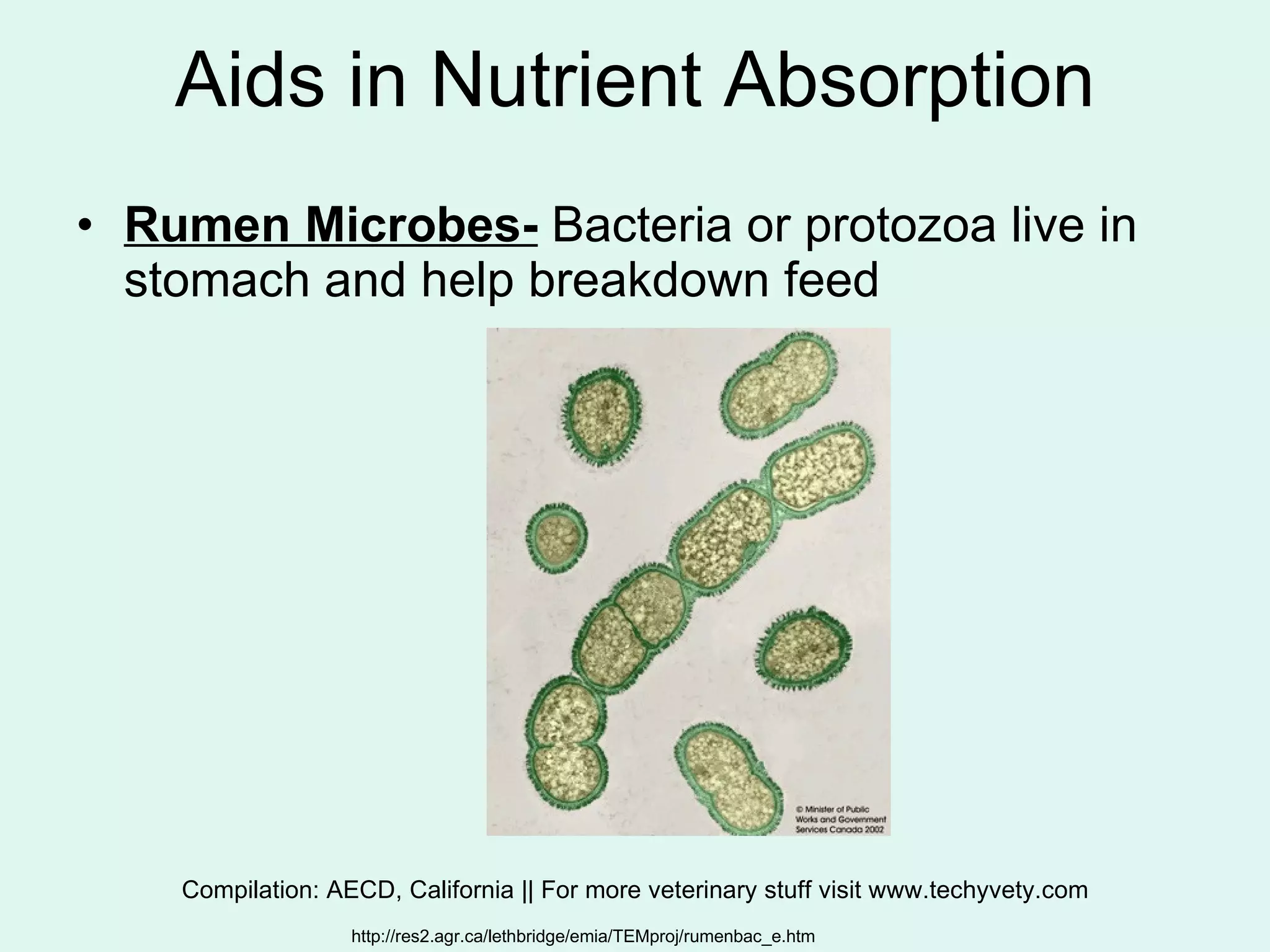 Intro to ruminant digestion | PPS