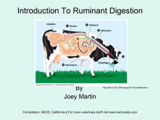 Intro to ruminant digestion | PPS