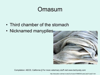 Intro to ruminant digestion | PPS