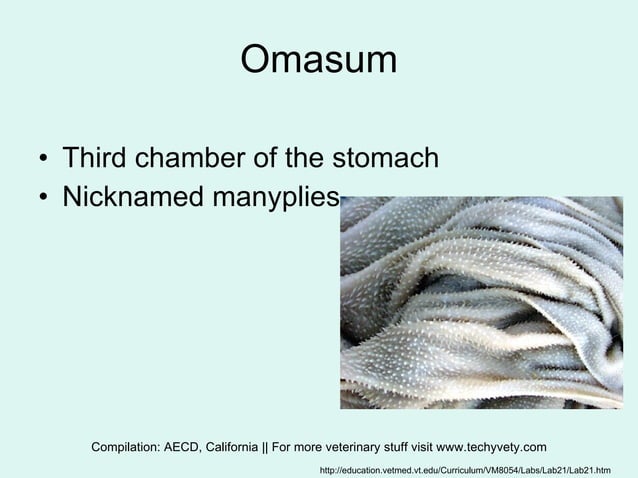 Intro to ruminant digestion | PPS | Nutrition | Healthy Living