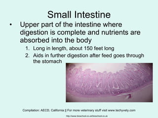Intro to ruminant digestion | PPS