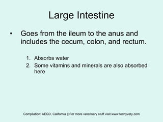 Intro to ruminant digestion | PPS