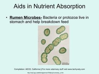 Intro to ruminant digestion | PPS