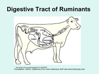 Intro to ruminant digestion | PPS | Nutrition | Healthy Living