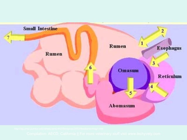 Intro to ruminant digestion | PPS | Nutrition | Healthy Living