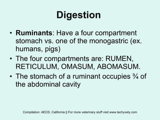 Intro to ruminant digestion | PPS