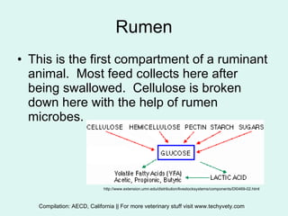 Intro to ruminant digestion | PPS