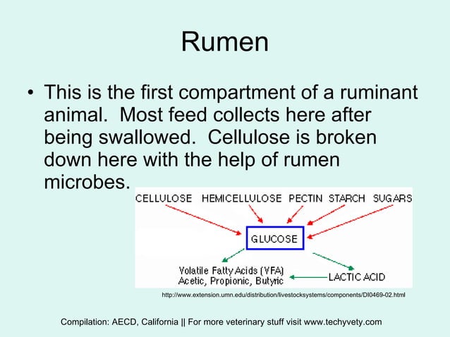 Intro to ruminant digestion | PPS | Nutrition | Healthy Living