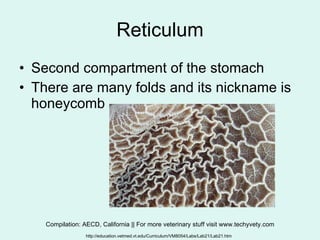 Intro to ruminant digestion | PPS