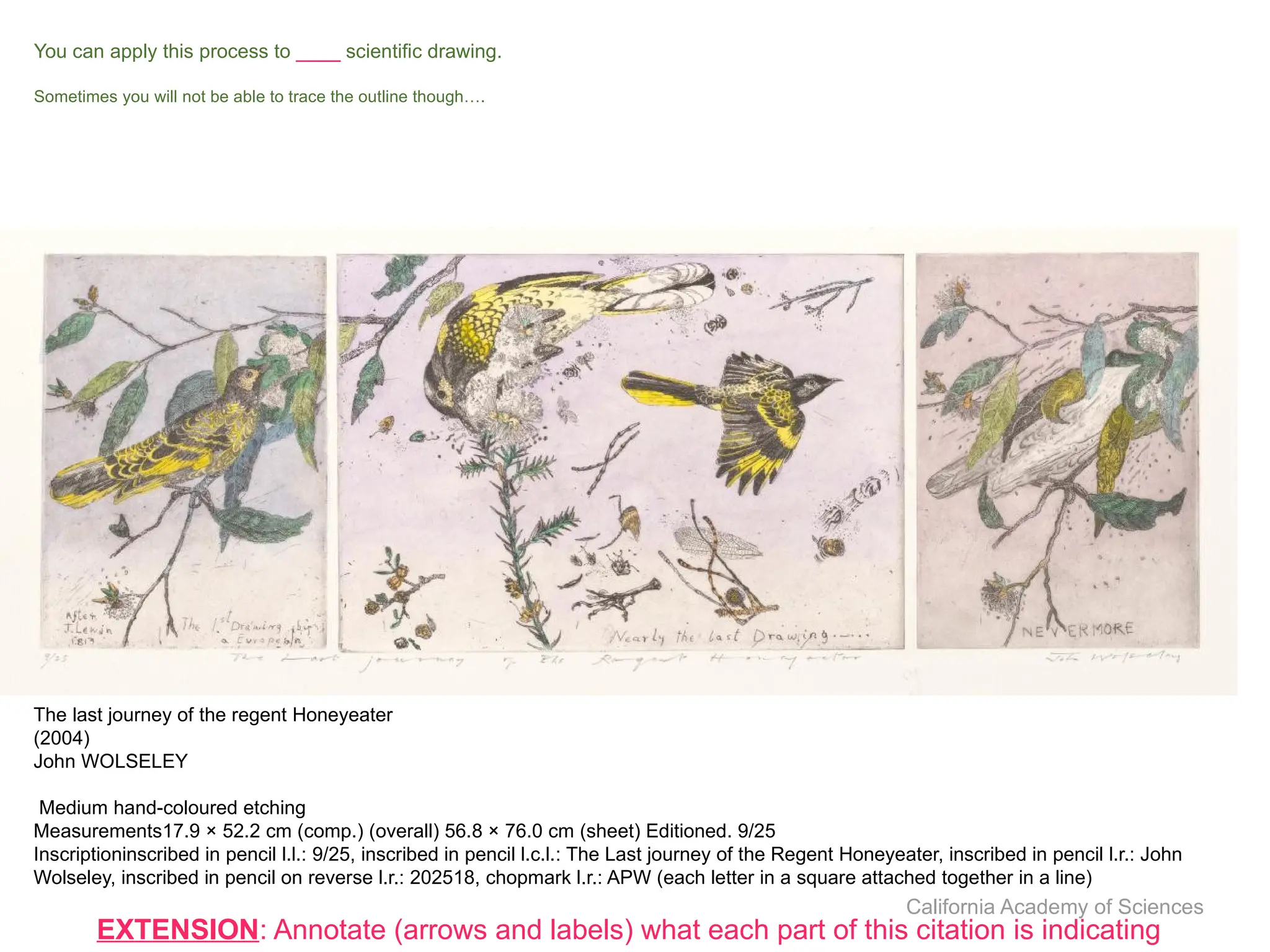Intro to Scientific Drawing student version | PPTX