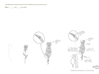 Intro to Scientific Drawing student version | PPTX
