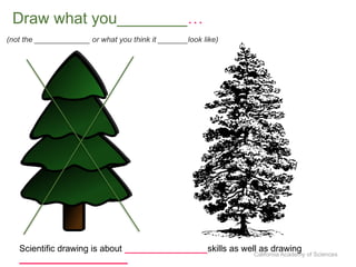 Intro to Scientific Drawing student version | PPTX
