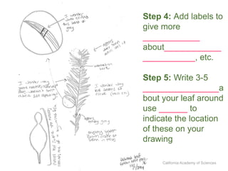 Intro to Scientific Drawing student version | PPTX