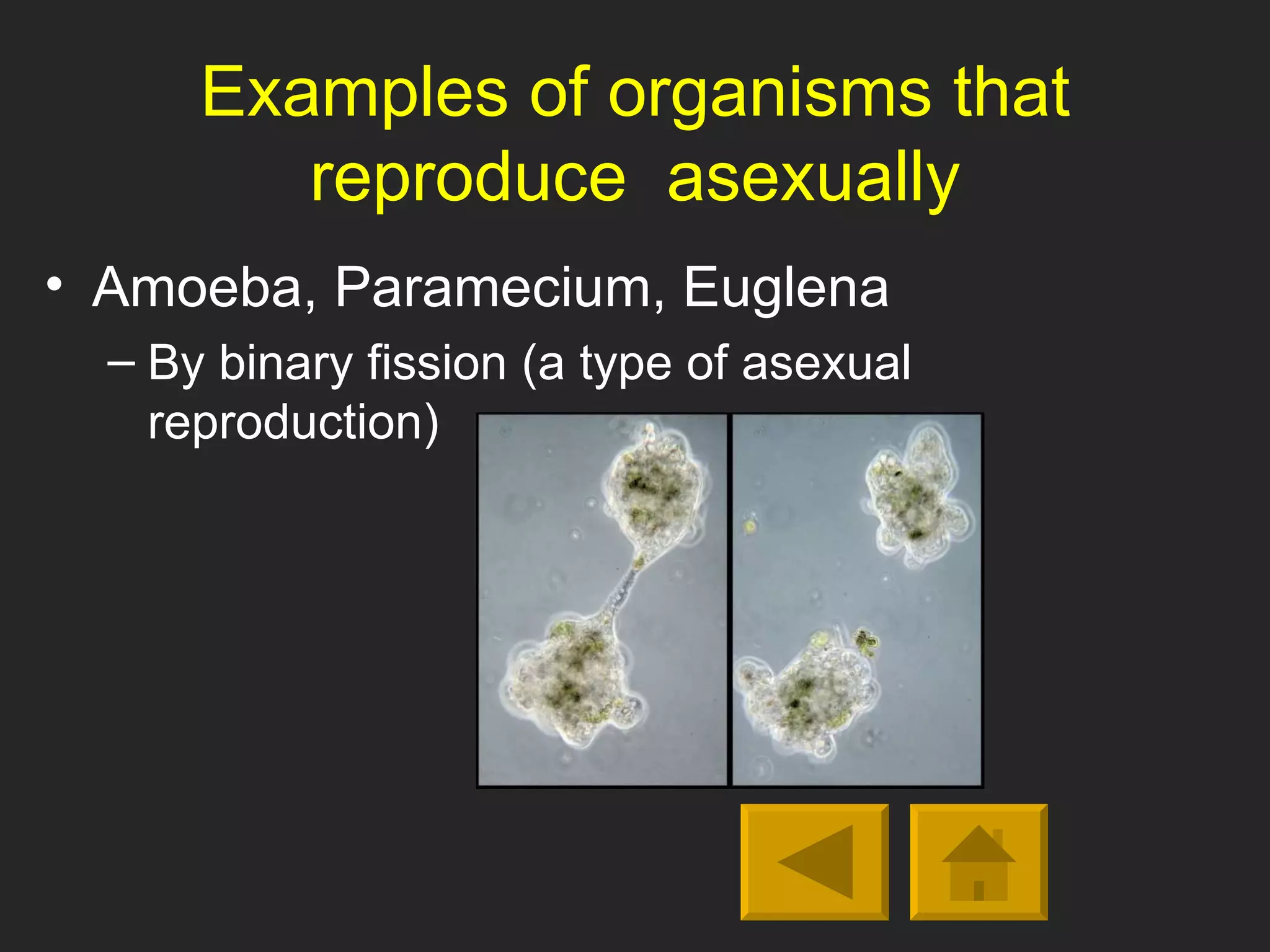 Introduction to sexual reproduction | PPT