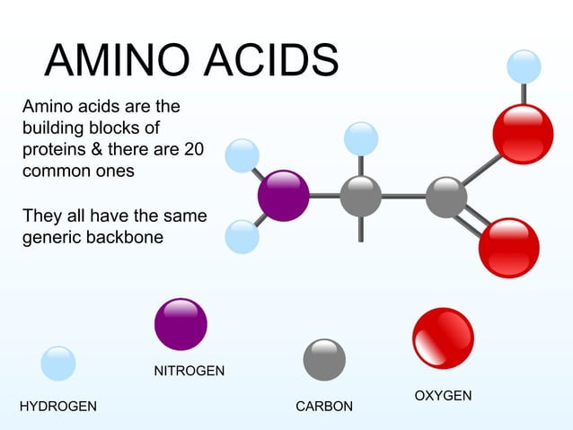 Intro to structural biology | PPTX | Biological Sciences | Science