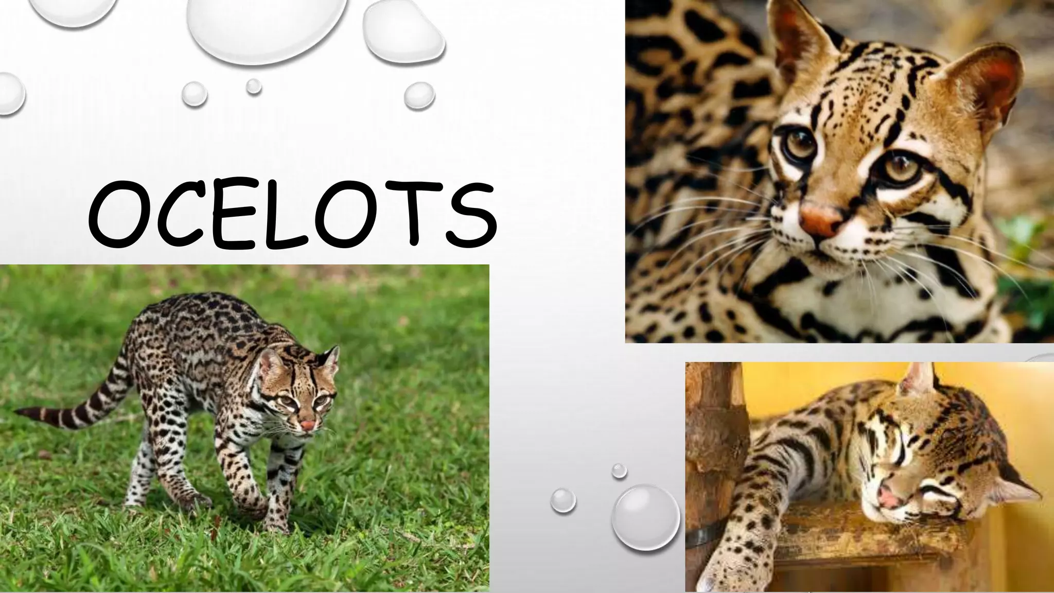 Ocelots | PPTX