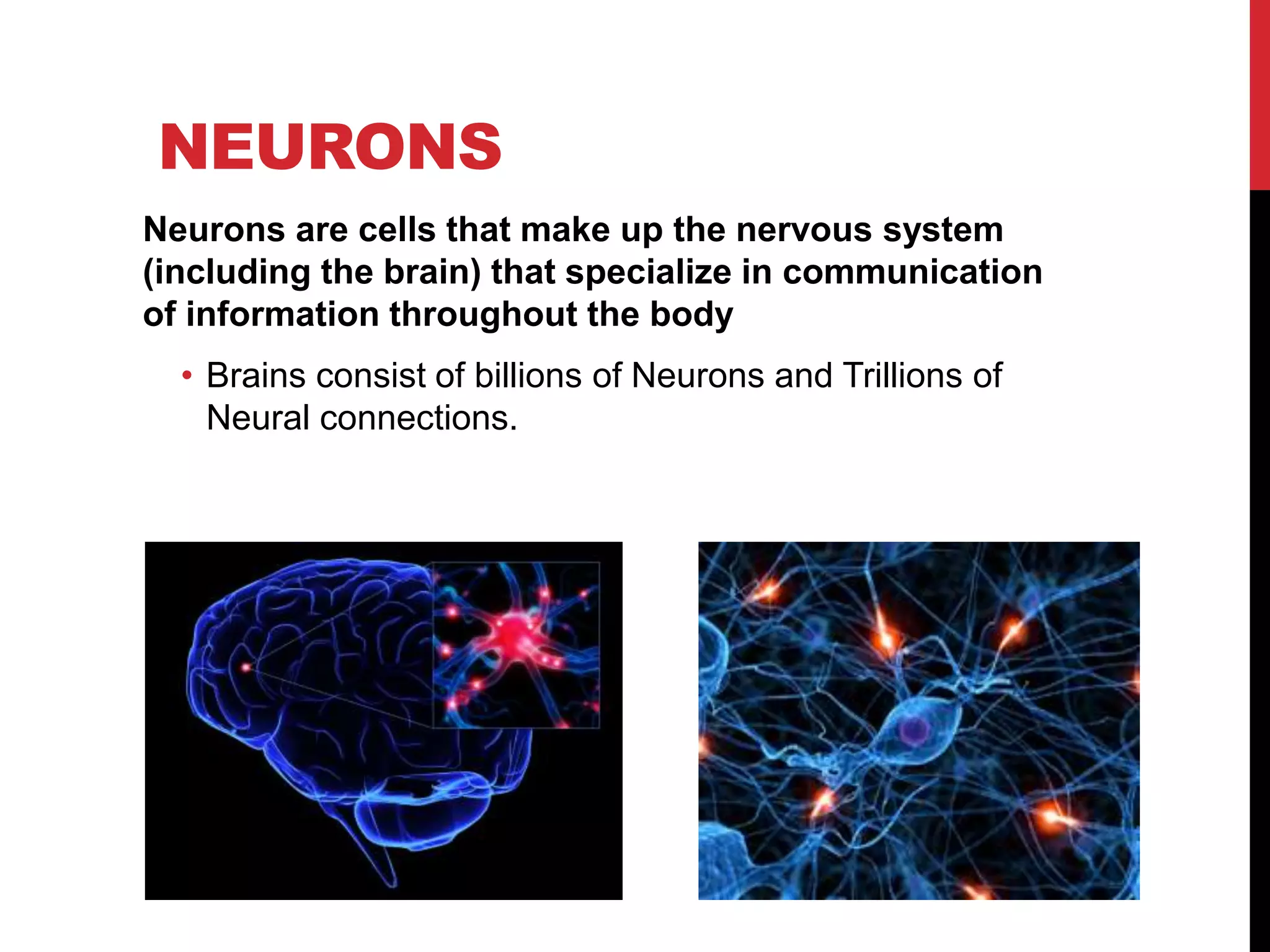Intro to the brain (gen psych) | PPT