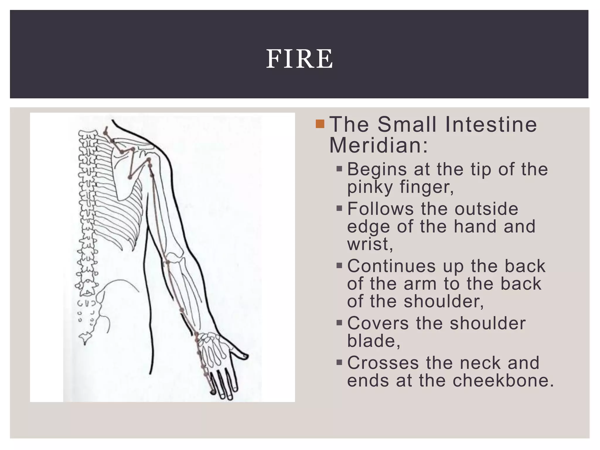 Intro to the meridians | PPTX