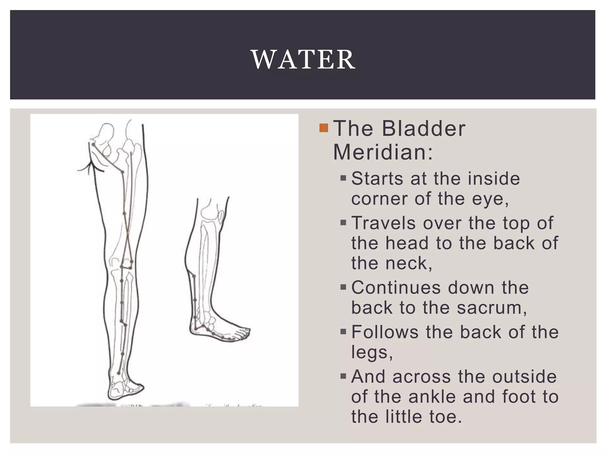 Intro to the meridians | PPTX