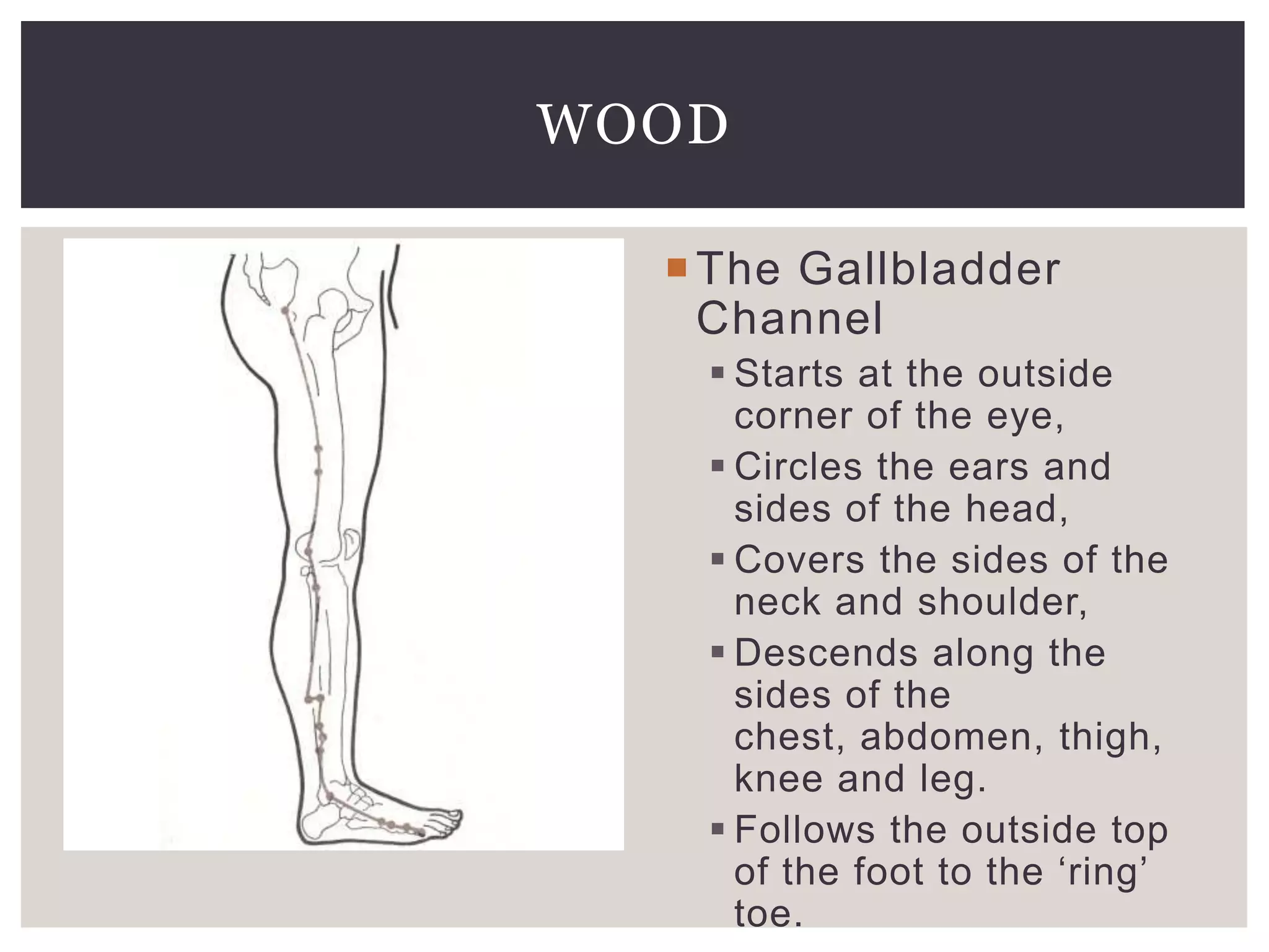 Intro to the meridians | PPTX