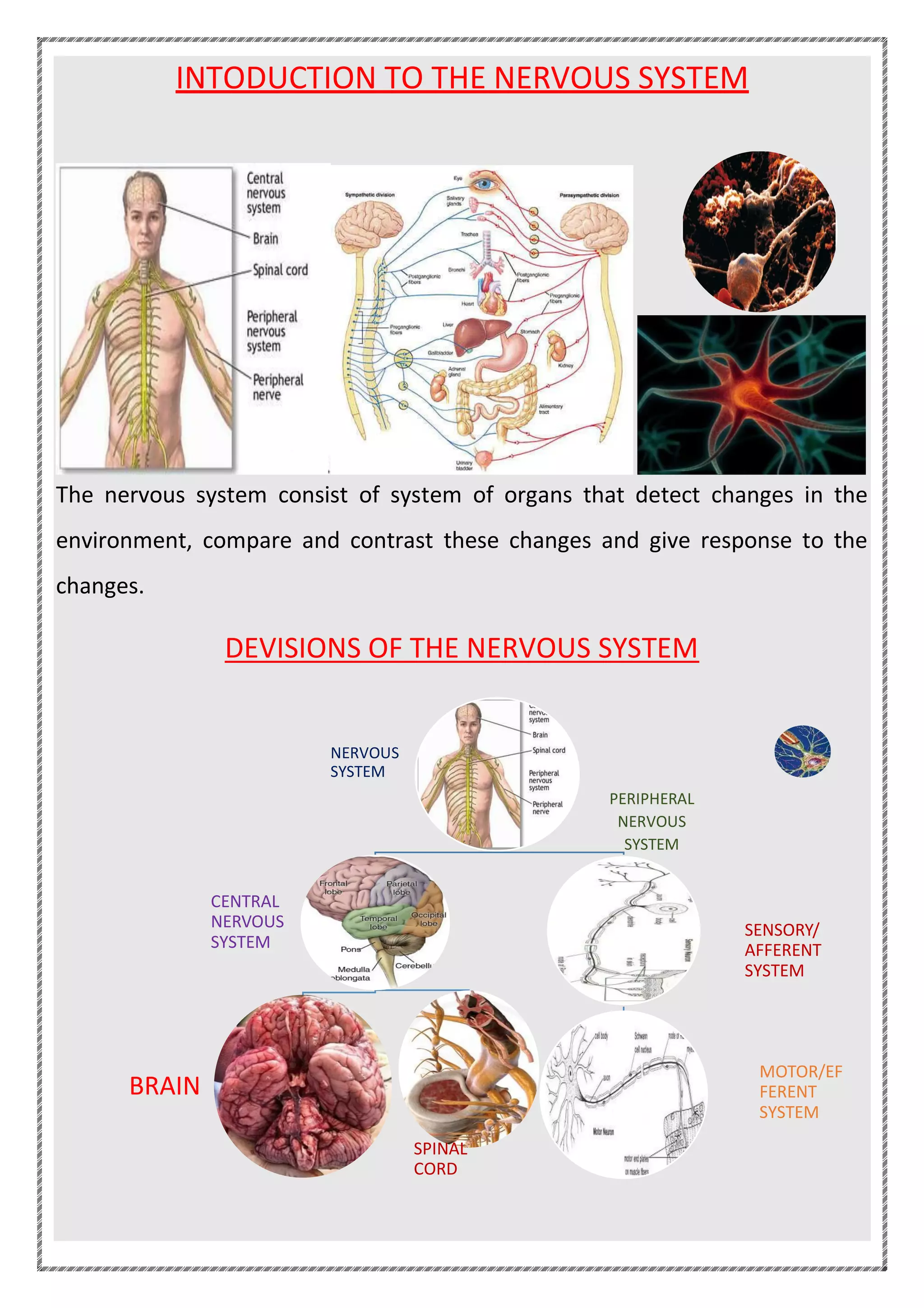 Intro to the nervous system | PDF