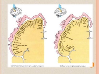 Neuro Dynamic Programming | PPT