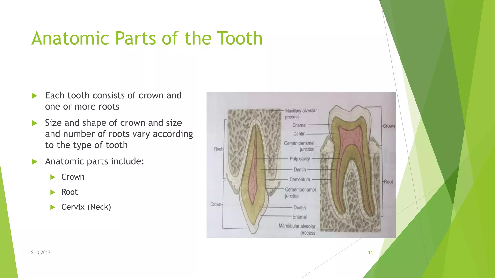 Intro two dental anatomy | PPTX