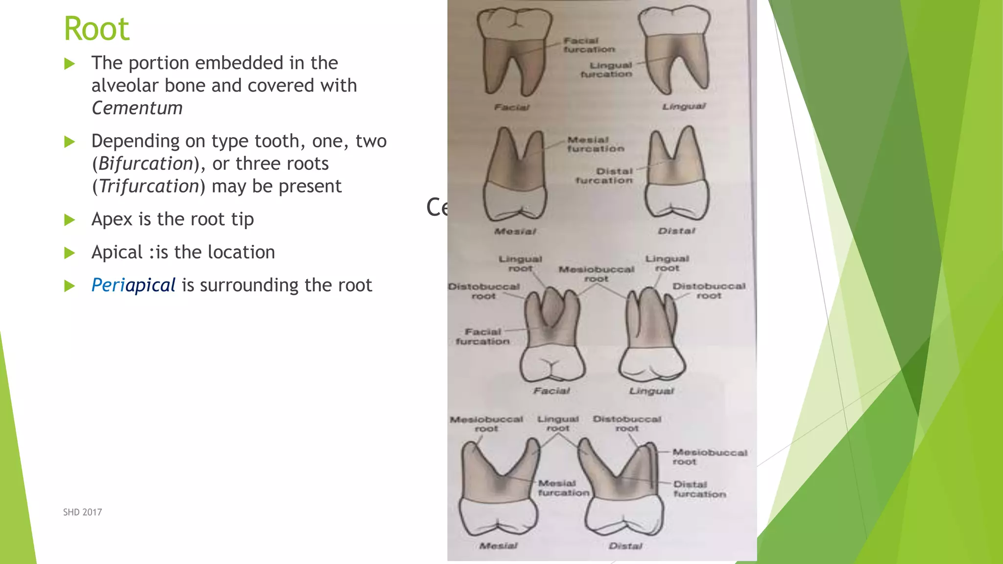 Intro two dental anatomy | PPTX